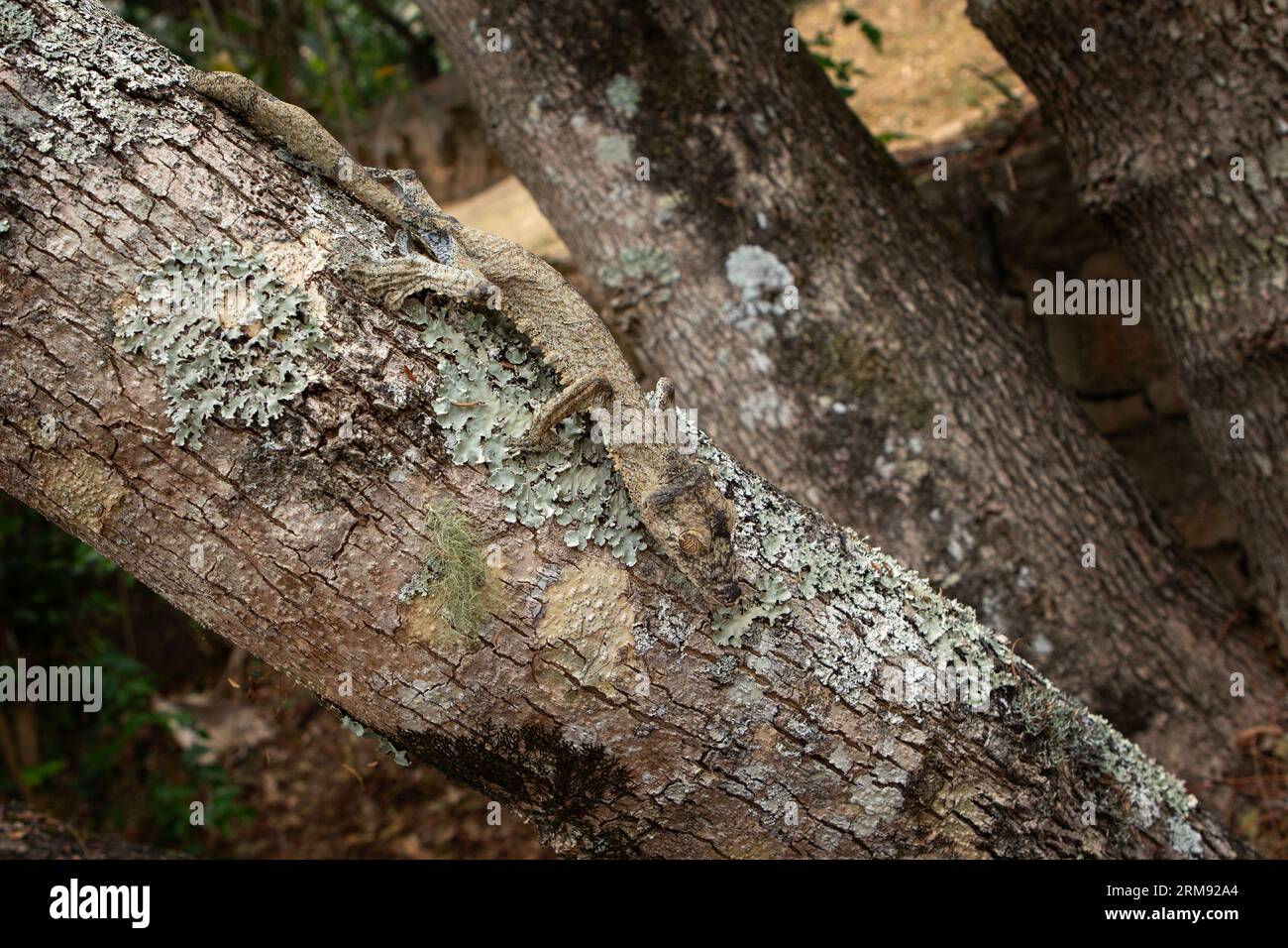 Common flat tail gecko on the tree trunk in Madagascar. Uroplatus ...