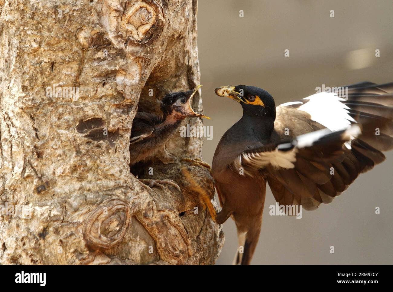Bhubaneswar bird hi-res stock photography and images - Alamy