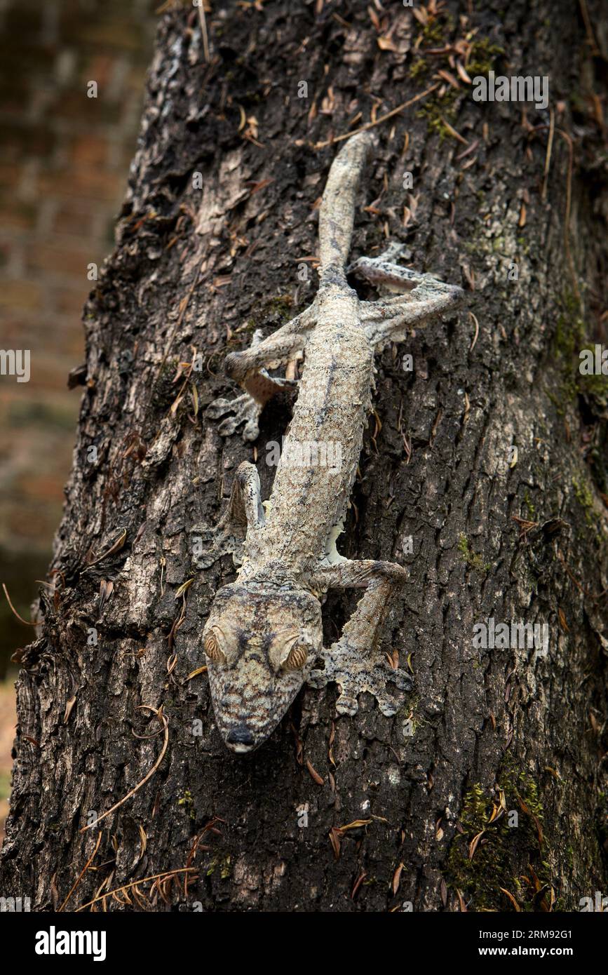 Common flat tail gecko on the tree trunk in Madagascar. Uroplatus ...