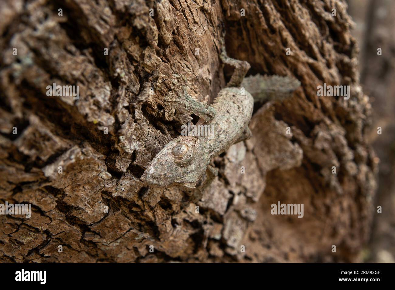Darwin evolution species tree hi-res stock photography and images - Alamy