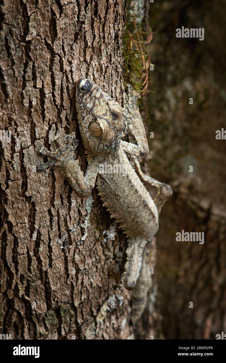 Common flat tail gecko on the tree trunk in Madagascar. Uroplatus ...