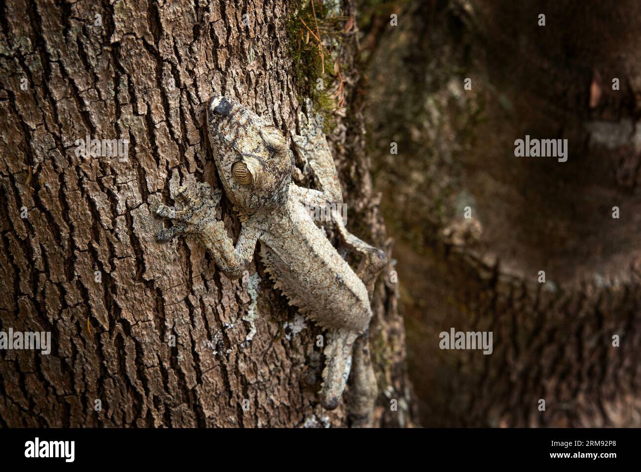 Common flat tail gecko on the tree trunk in Madagascar. Uroplatus ...