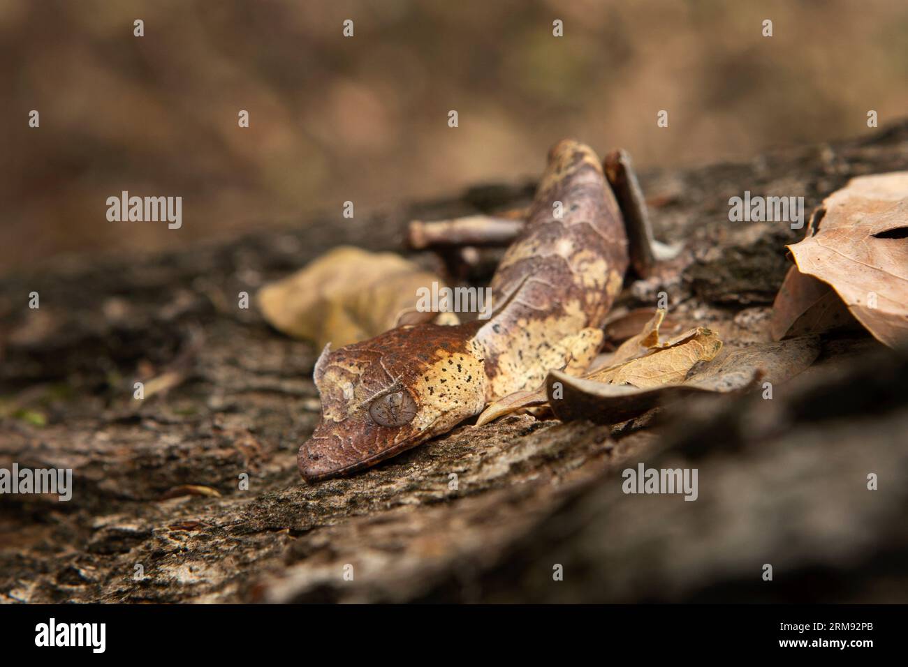 Satanic leaf tailed gecko on the ground in Madagascar. Uroplatus ...