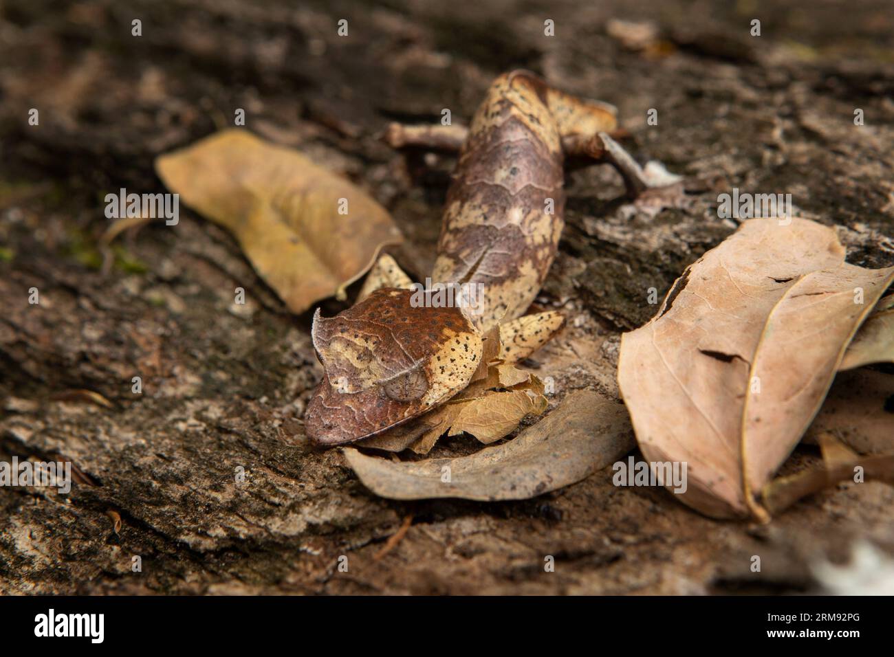 Satanic leaf tailed gecko on the ground in Madagascar. Uroplatus ...