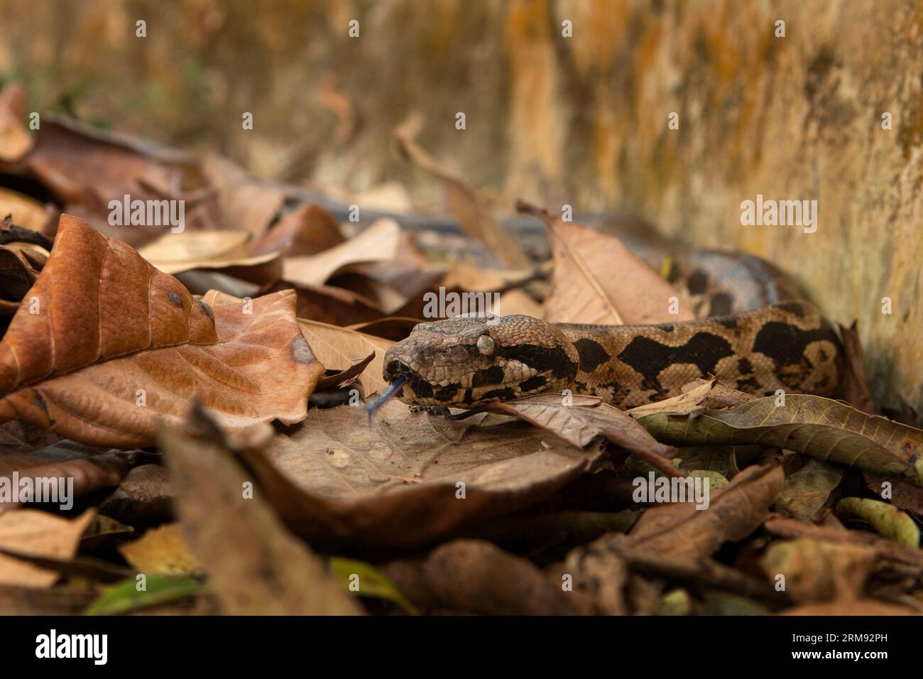 Python among leaves hi-res stock photography and images - Alamy