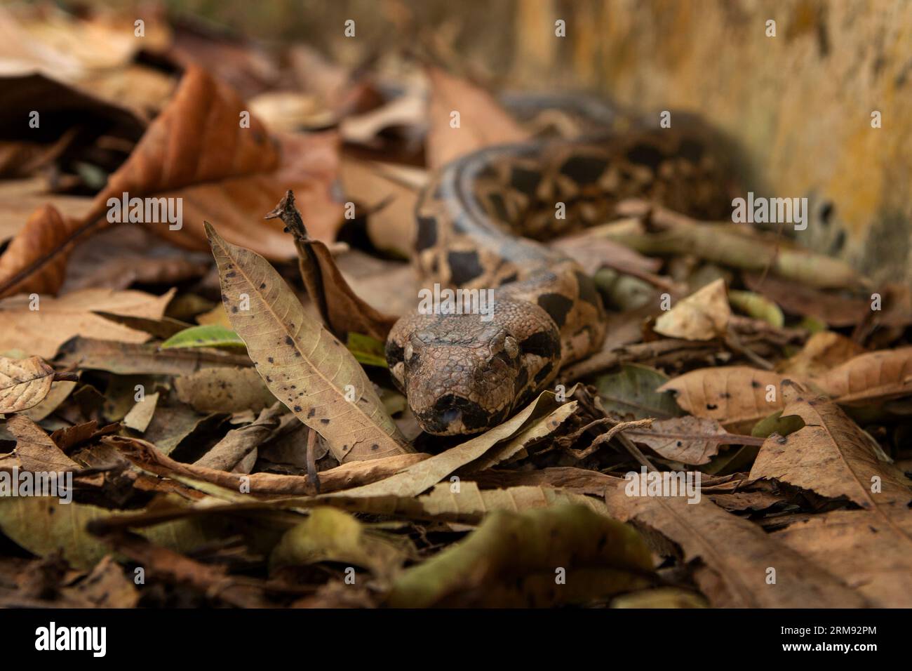 Acrantophis madagascariensis is slithering among dry leaves in ...