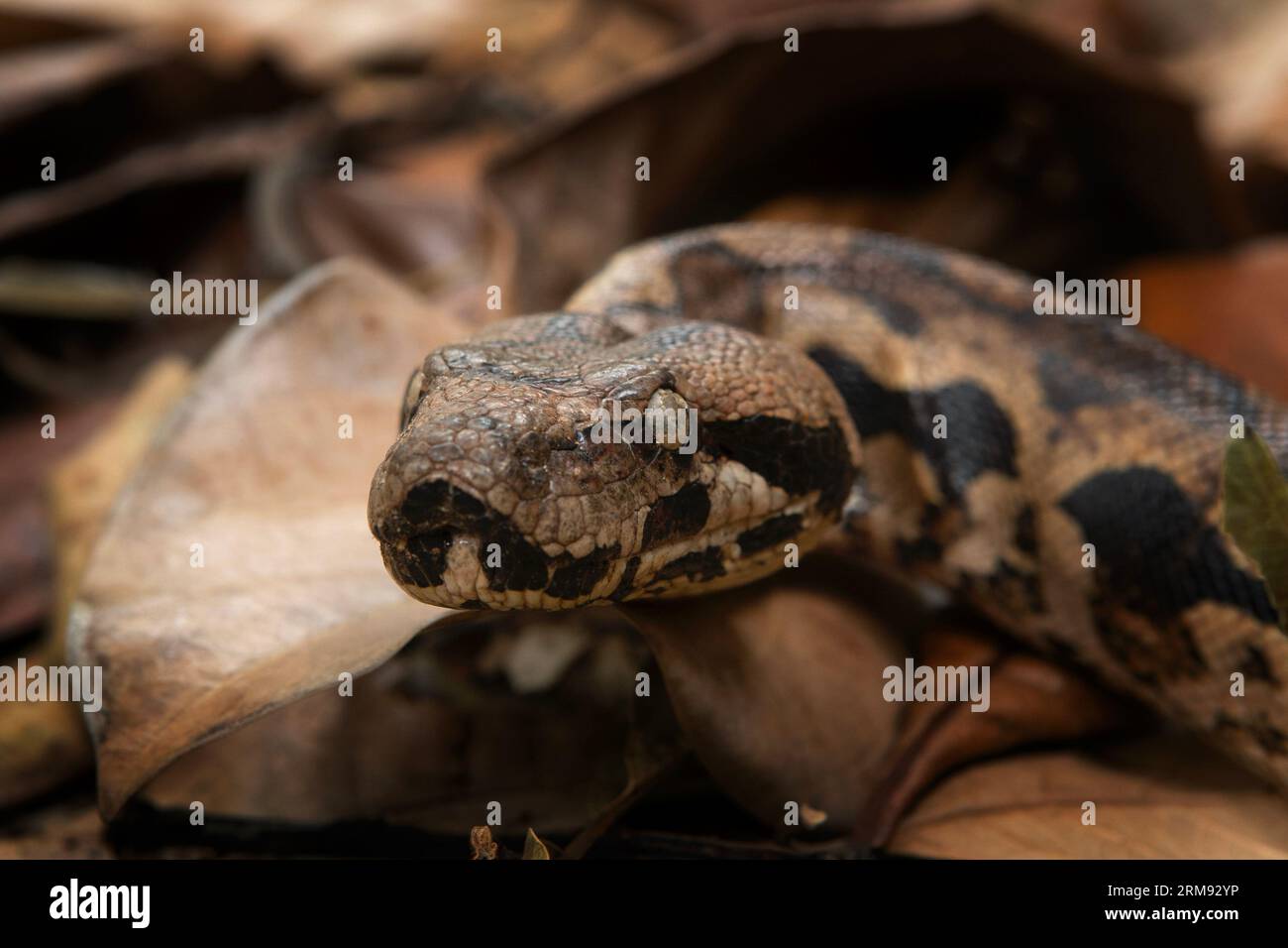Acrantophis madagascariensis is slithering among dry leaves in ...