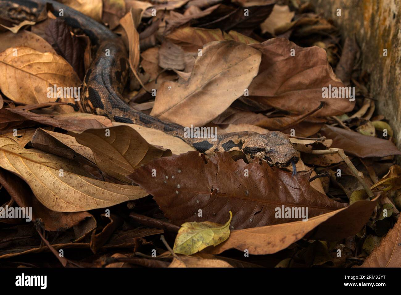 Python among leaves hi-res stock photography and images - Alamy