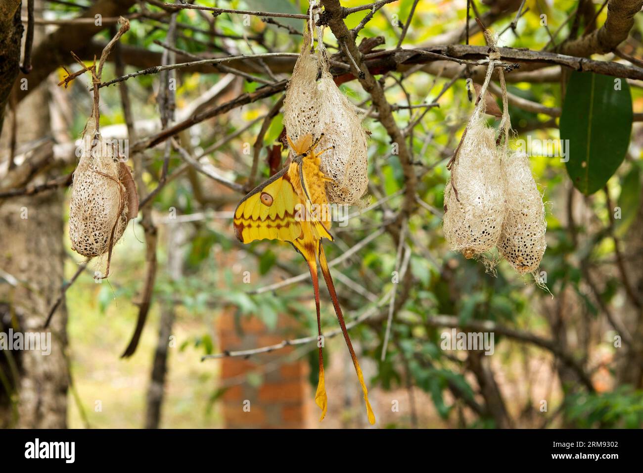Madagascan moon moth in the Madagascar's national park. Argema mittrei ...