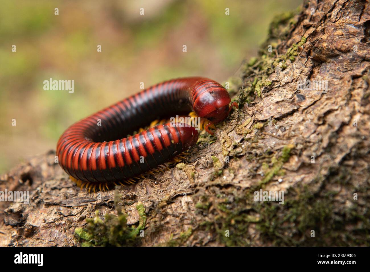 Millipede is resting on the treetrung in Madagascar. Aphistogoniulus ...