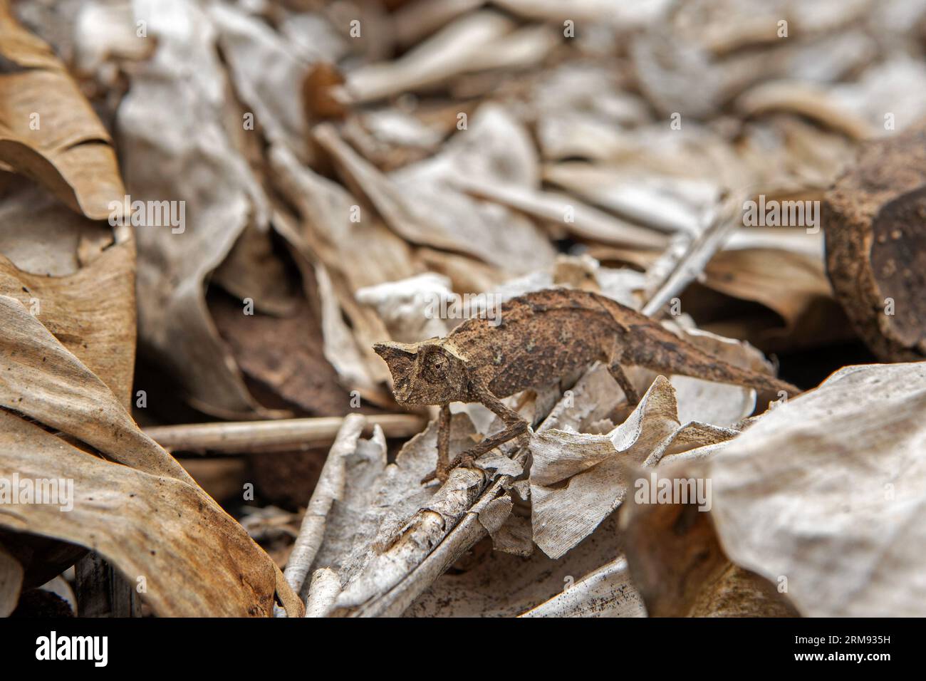 Brown leaf chameleon on the ground in Madagascar national park. Stump ...