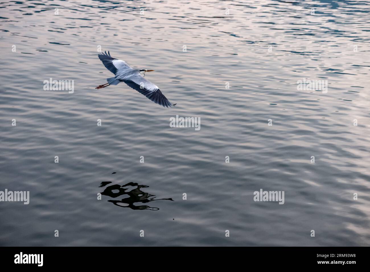 Flying bird over water with reflection hi-res stock photography and ...