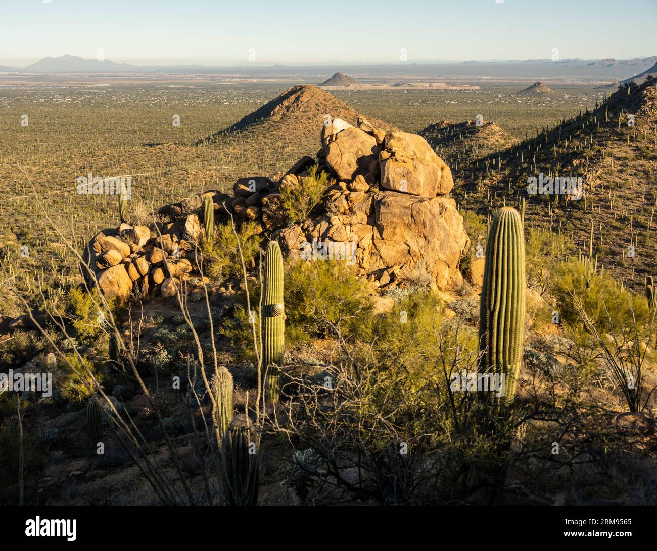 Saguaro national park wasson peak hi-res stock photography and images ...