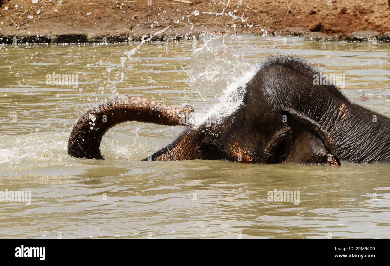 Baby Elephant Playing In Waves