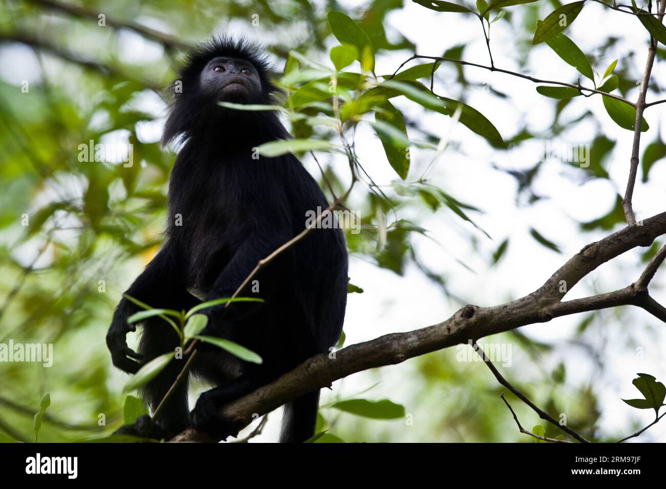 A long-tailed Lutung Jawa monkey sits on a tree at Muara Gembong, West ...