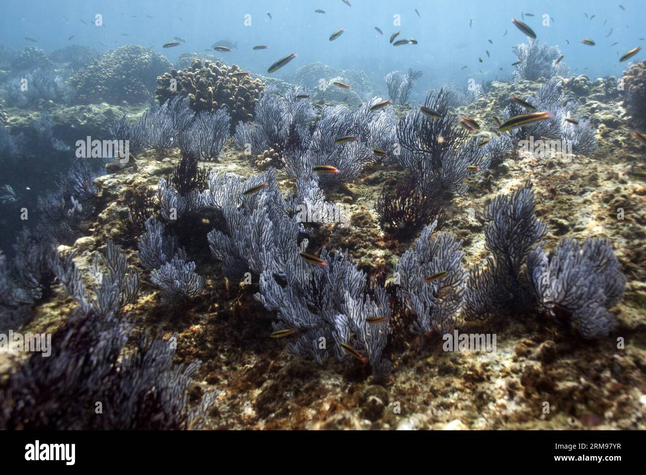 BAJA CALIFORNIA (Xinhua) -- Fishes swim in the sea of Cabo Pulmo ...