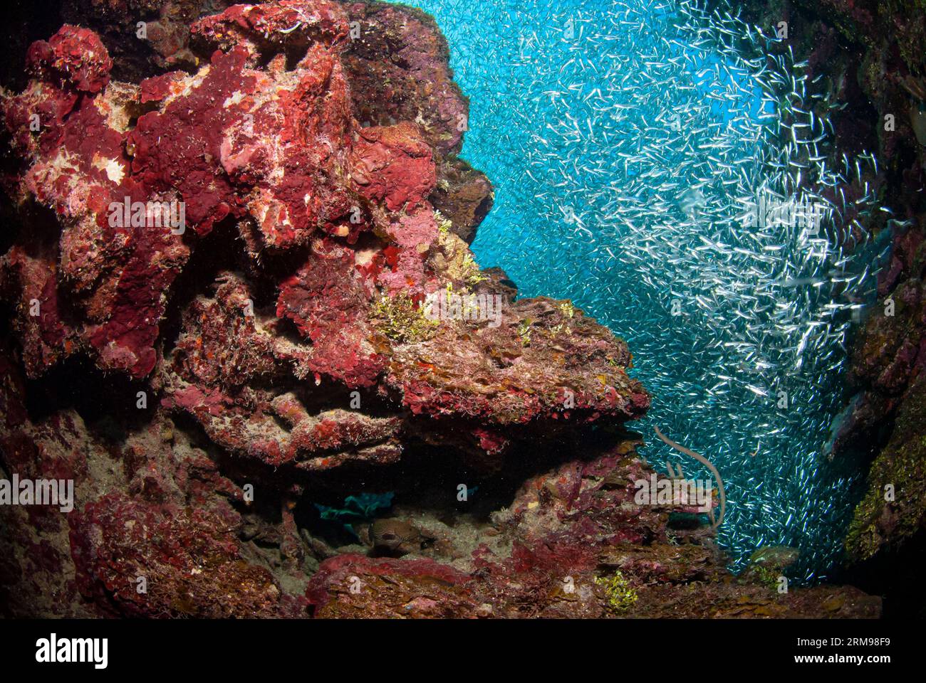 Big school of silverside fish Stock Photo - Alamy