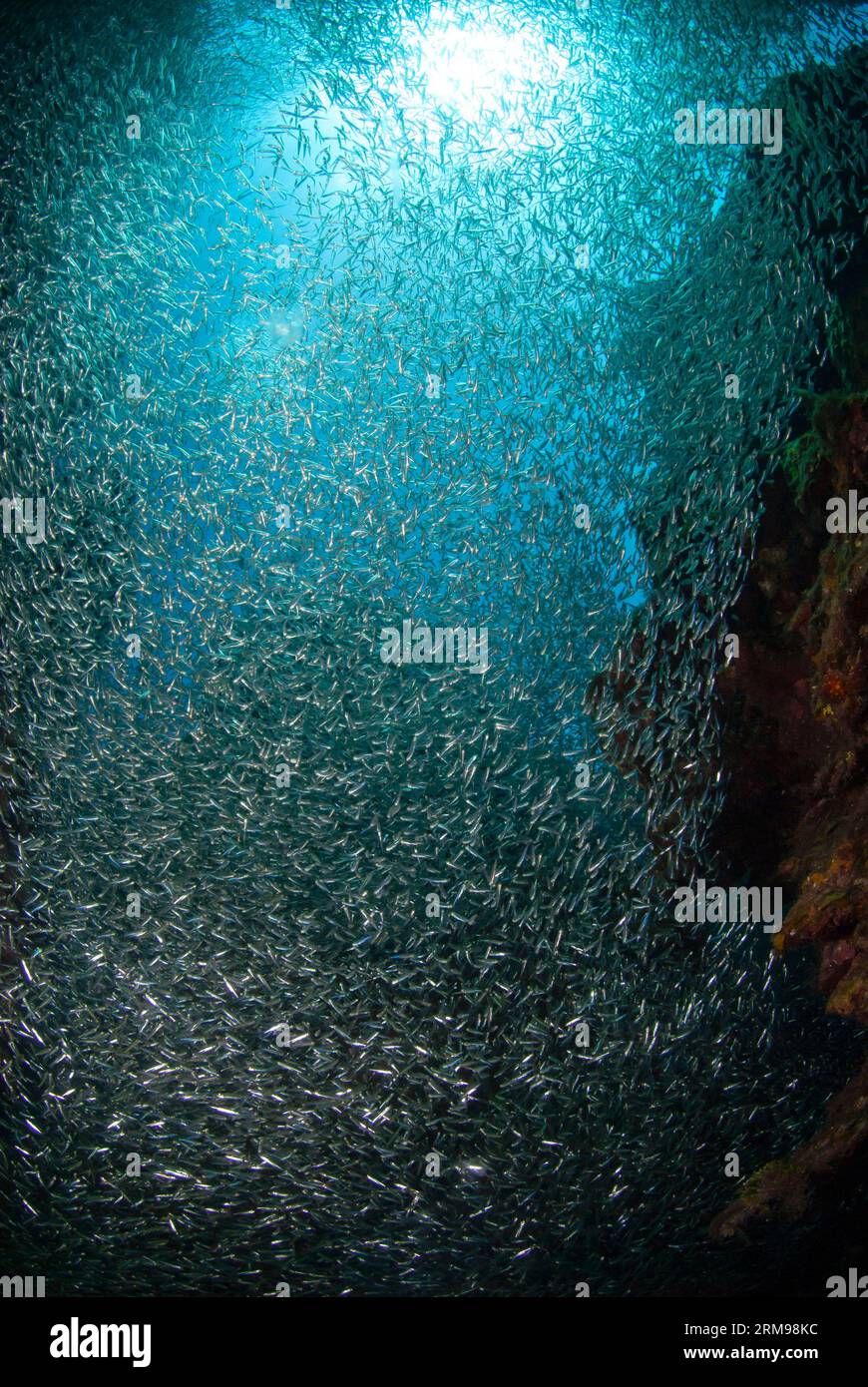Big school of silverside fish Stock Photo - Alamy