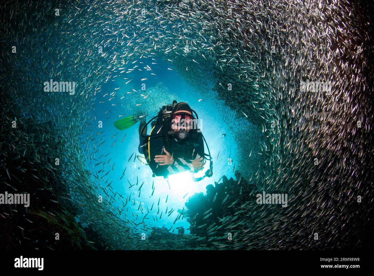 Scuba diver swimming through a school of silverside fish Stock Photo ...