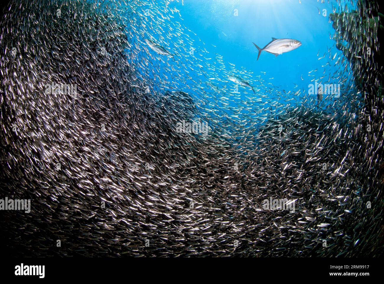 Big school of silverside with bar jack Stock Photo - Alamy