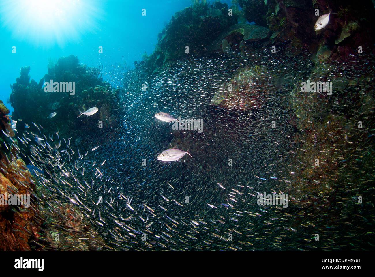 Silverside hi-res stock photography and images - Alamy