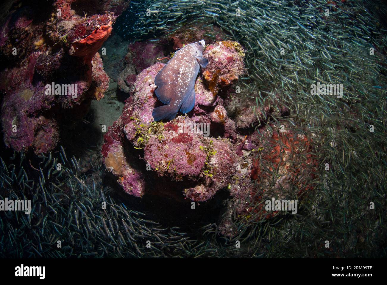 Greater soapfish (Rypticus saponaceus) with silverside fish Stock Photo ...