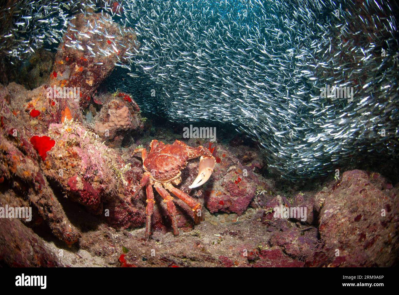 King crab hi-res stock photography and images - Alamy