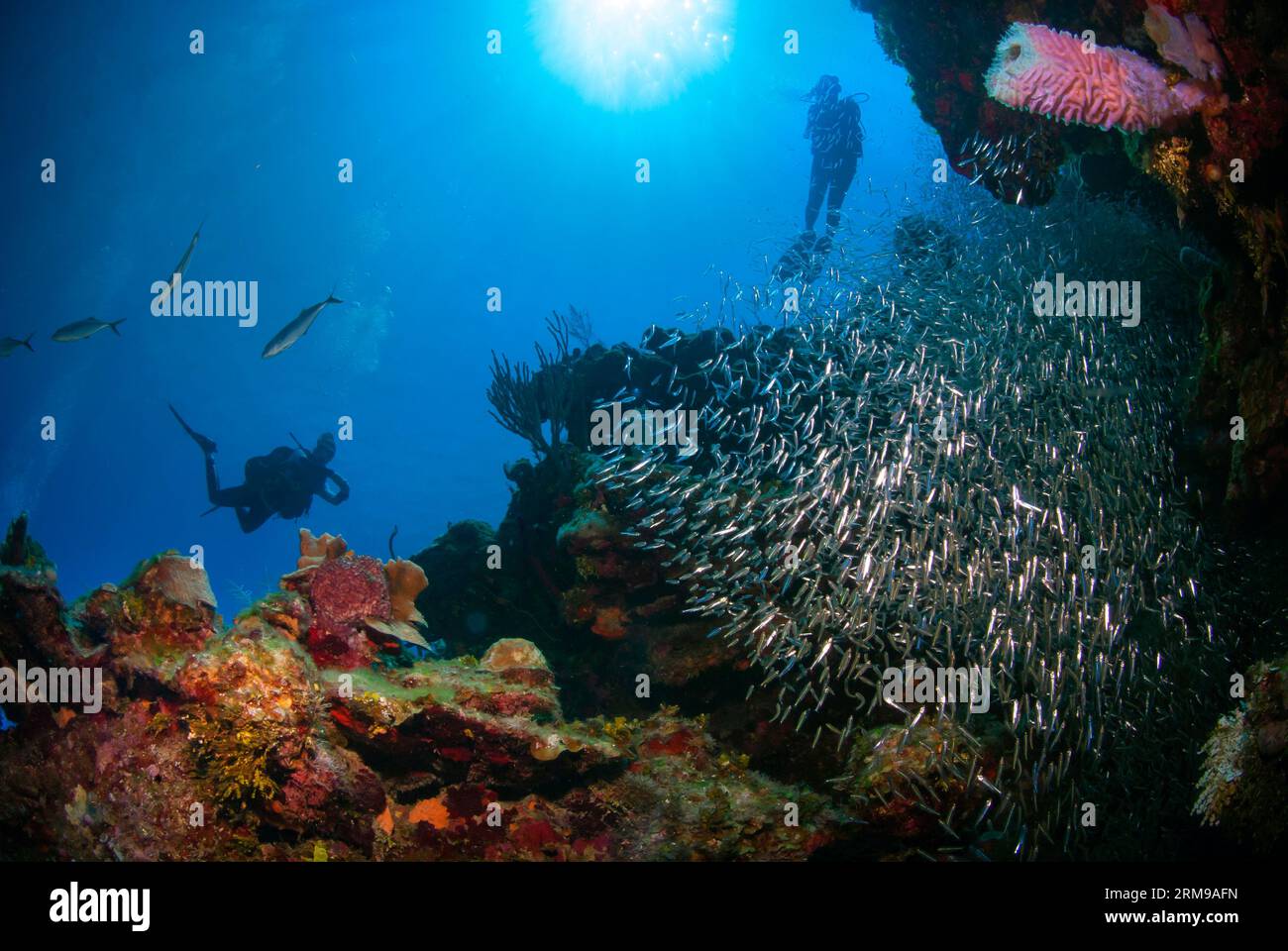 Divers swimming over a school of silverside fish Stock Photo - Alamy