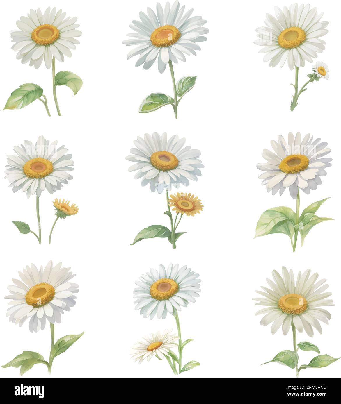 Watercolor daisies set isolated on white background. Vector ...