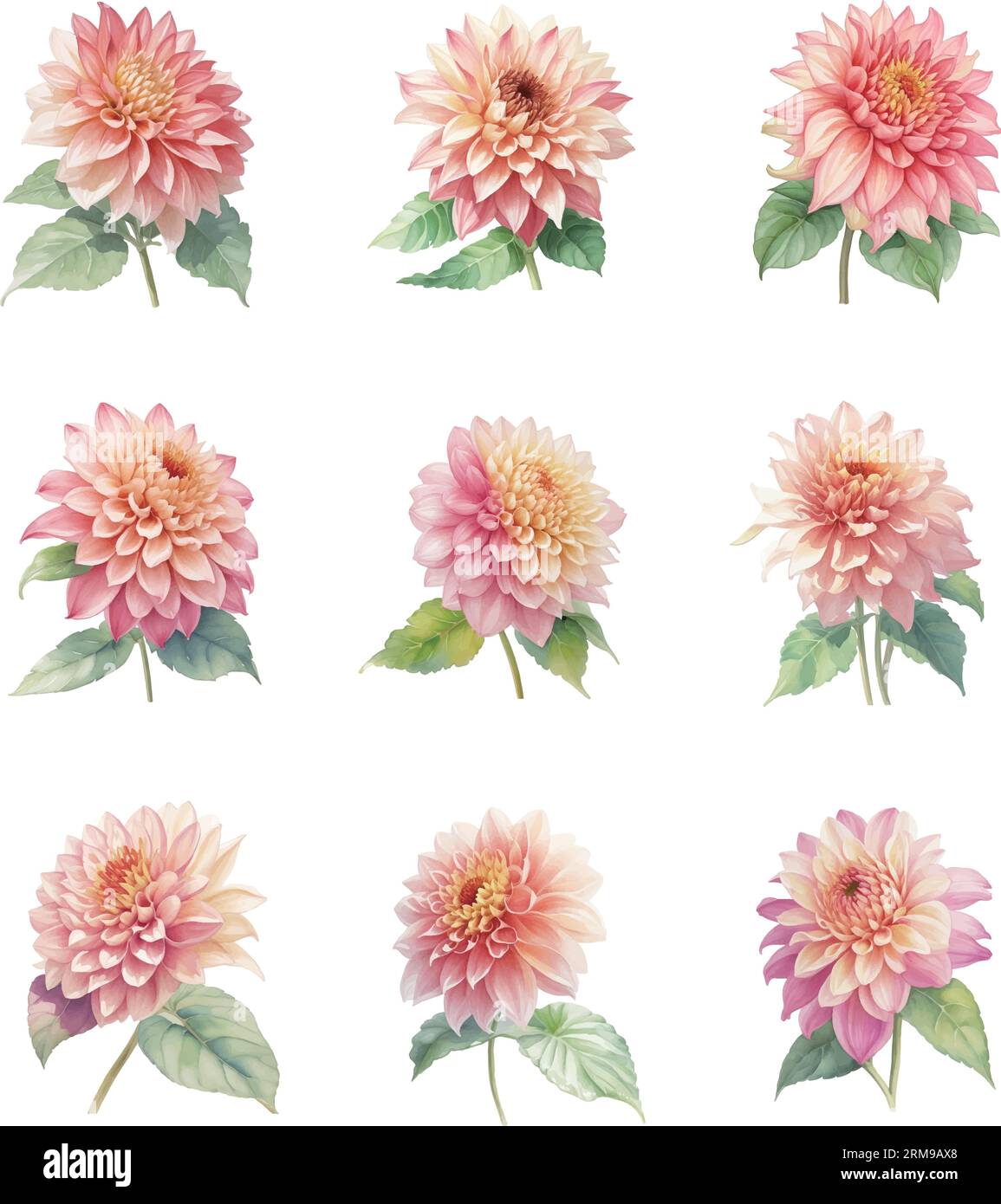 Dahlia flowers set isolated on white background.Vector illustration ...