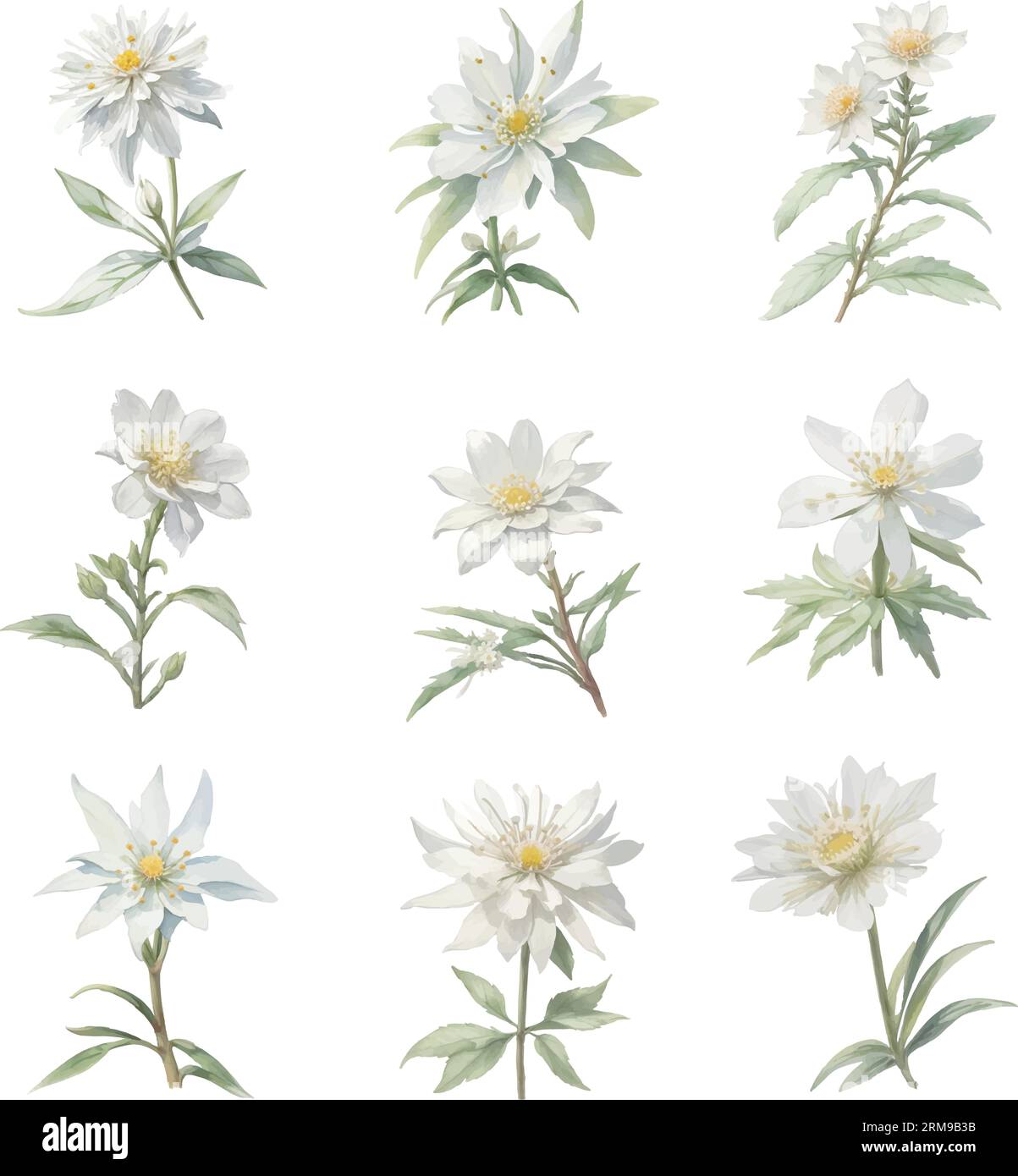 Set of watercolor white Edelweiss flower isolated on white background ...