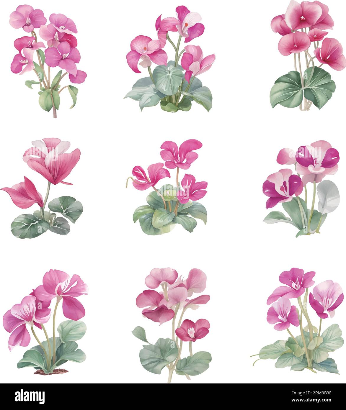 Watercolor cyclamen flowers set isolated on white background. Vector ...