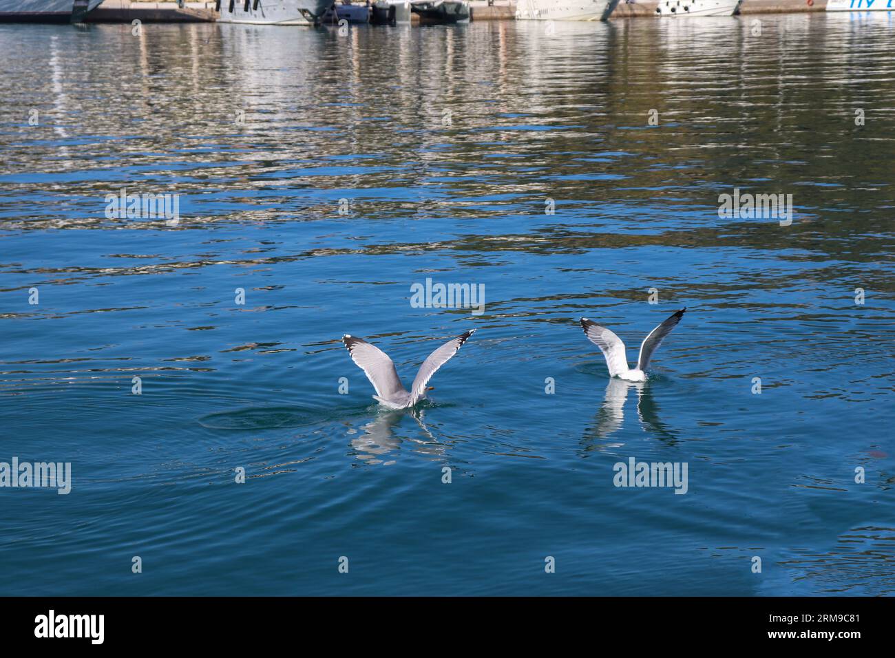 Two Seagulls Fly from the Water Creating a little water drops and splash Stock Photo - Alamy