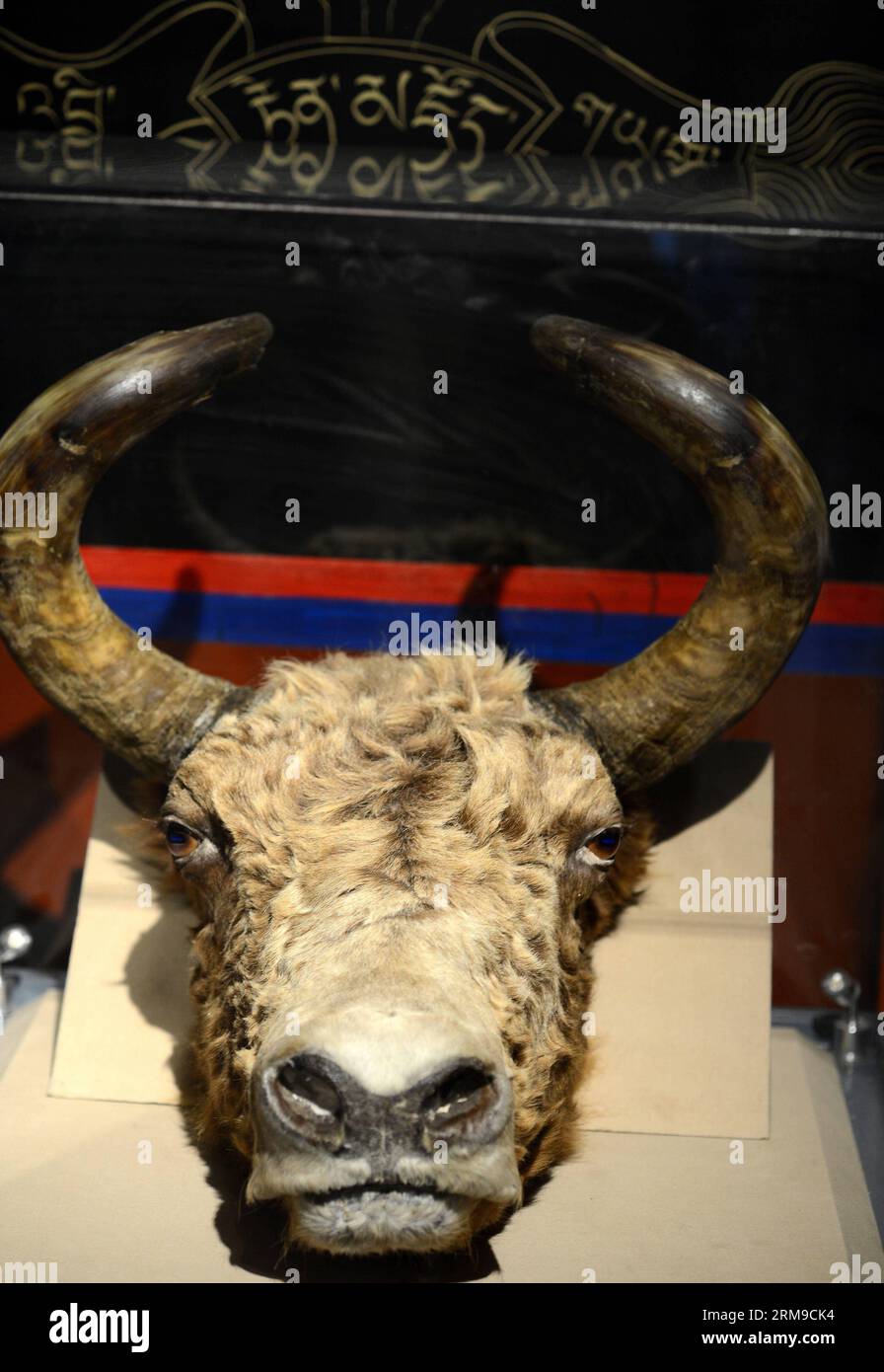 Photo taken on May 18, 2014 shows a wild yak s head displayed at the ...