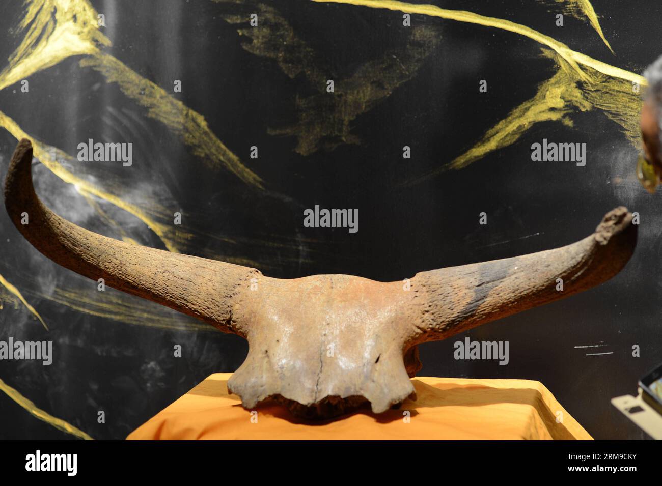 Photo taken on May 18, 2014 shows the fossil of a yak s head of over ...