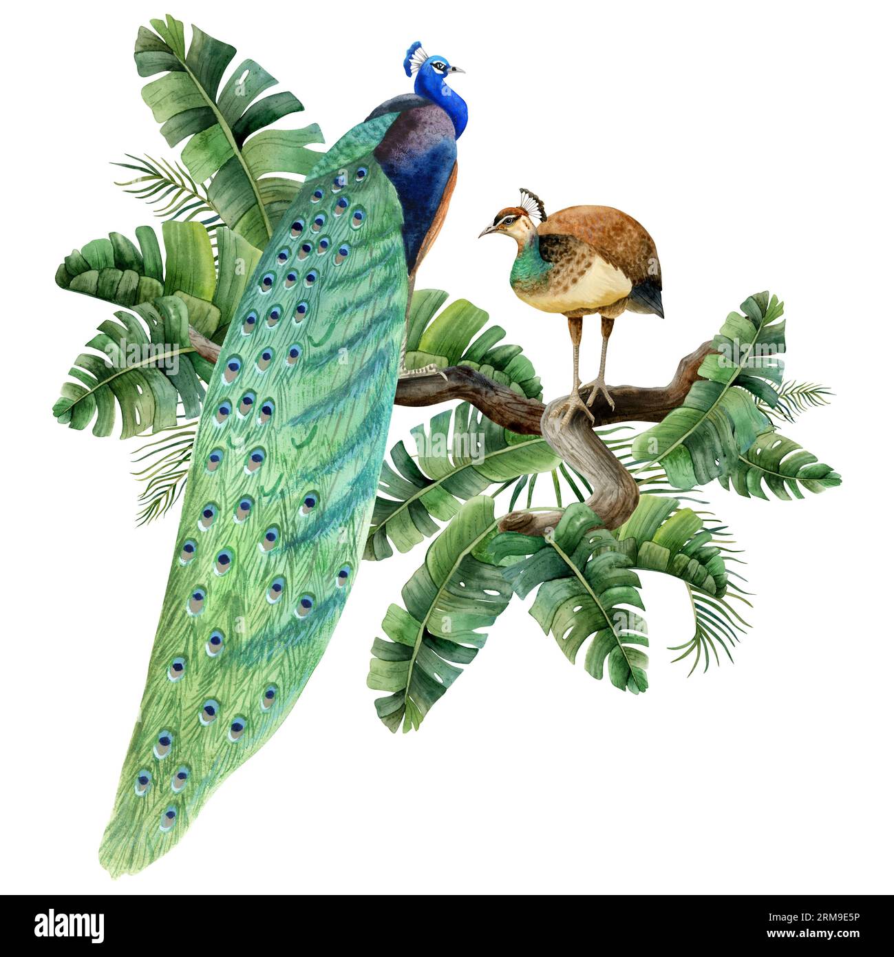 Peacock birds sitting on branches in tropical palm leaves watercolor ...