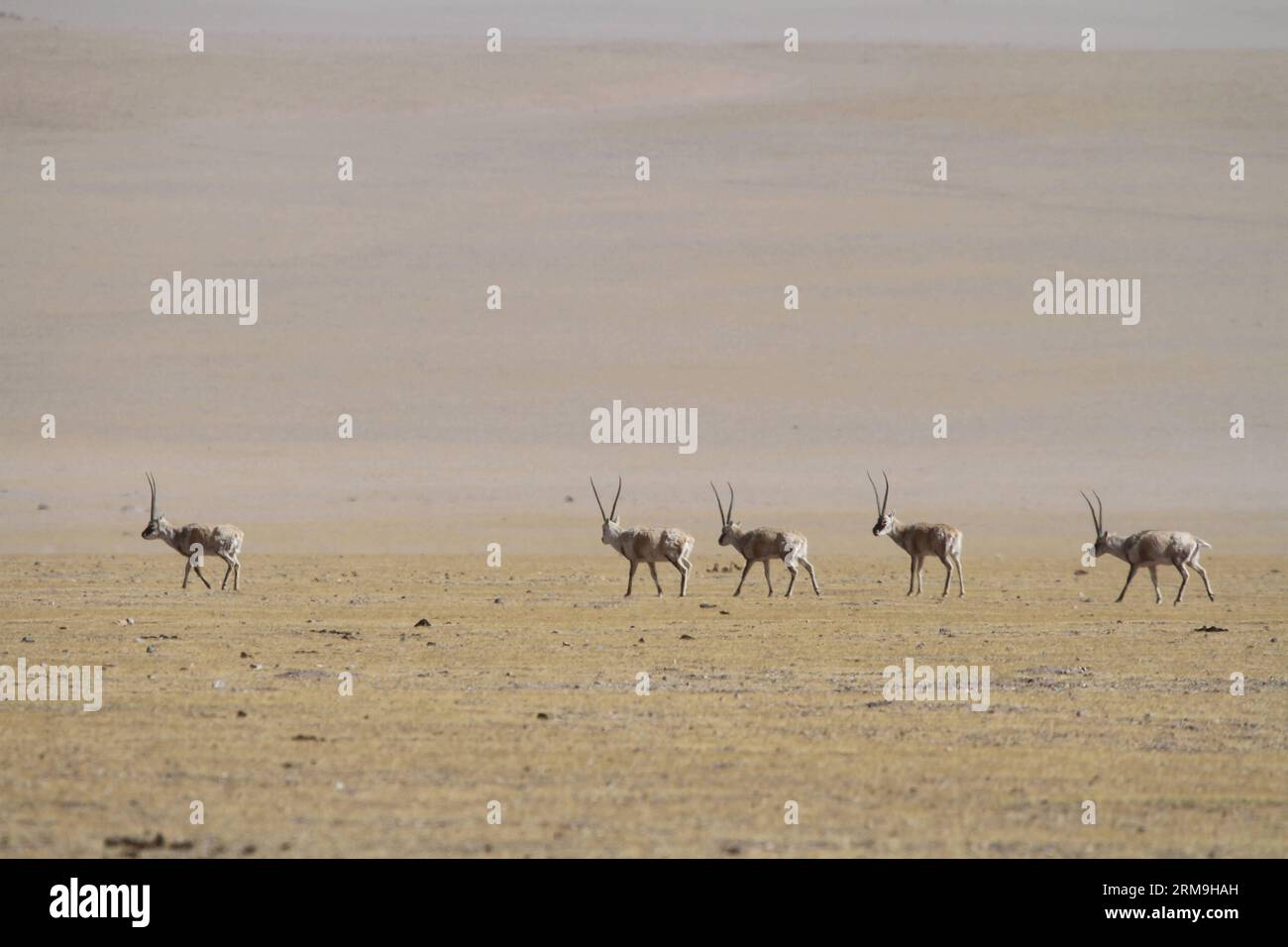 Photo taken on May 23, 2014 shows a flock of Tibetan antelopes in ...