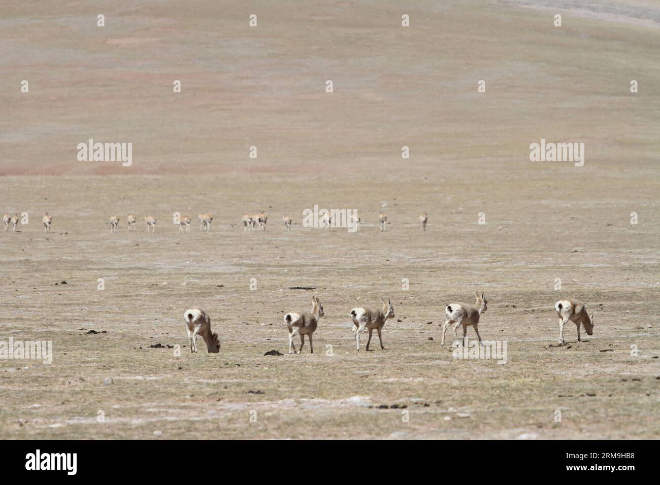 Photo taken on May 23, 2014 shows a flock of Tibetan antelopes in ...