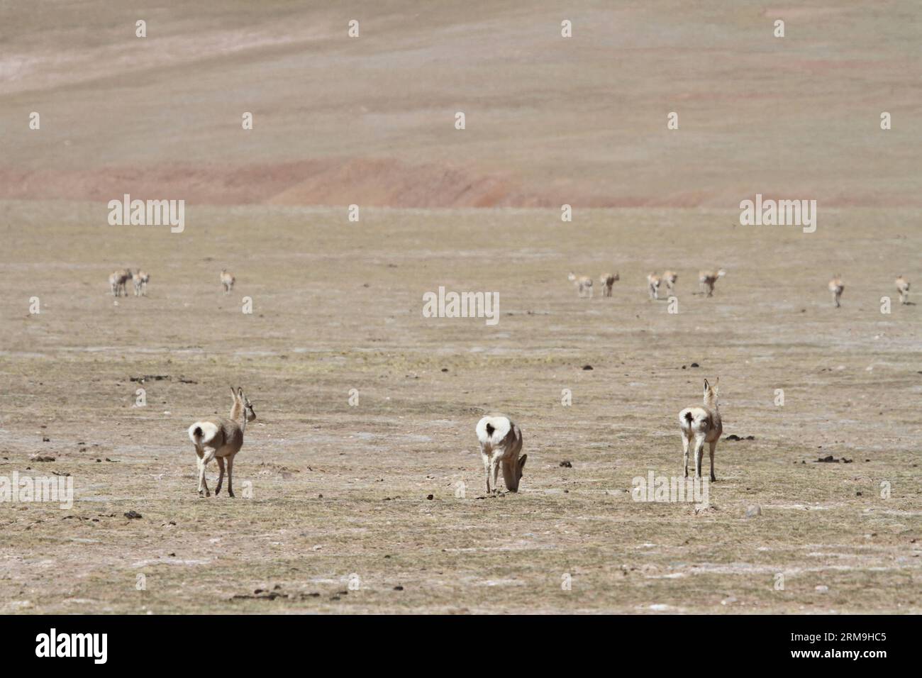 Photo taken on May 23, 2014 shows a flock of Tibetan antelopes in ...