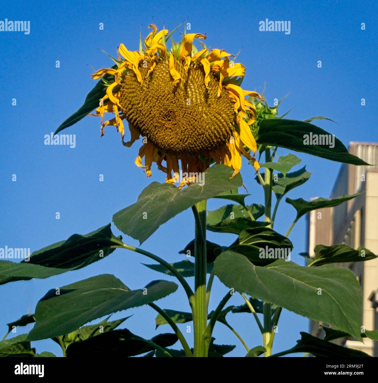 Calgary lougheed hi-res stock photography and images - Alamy