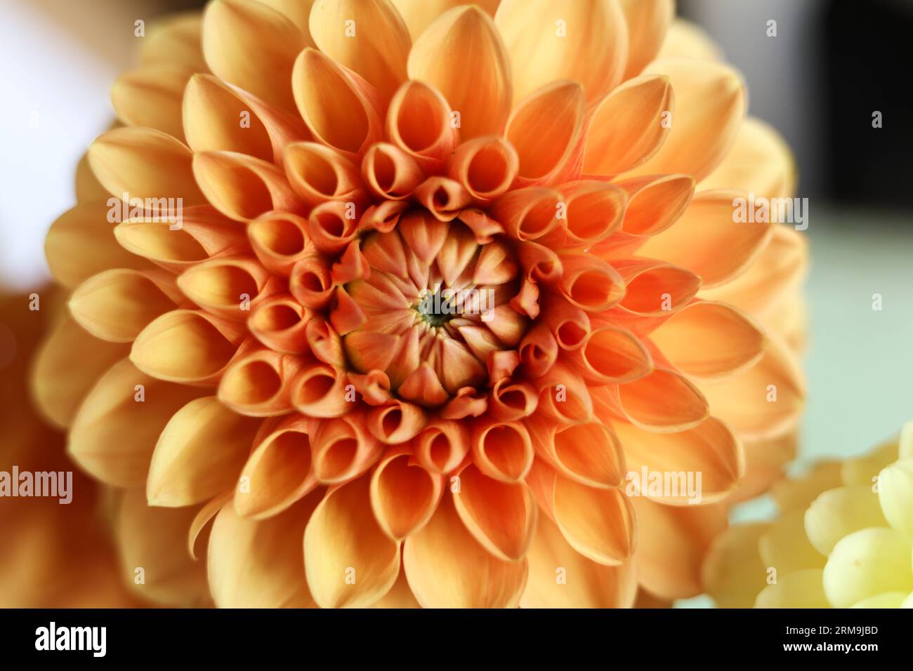 Dahlia orange and white hi-res stock photography and images - Alamy