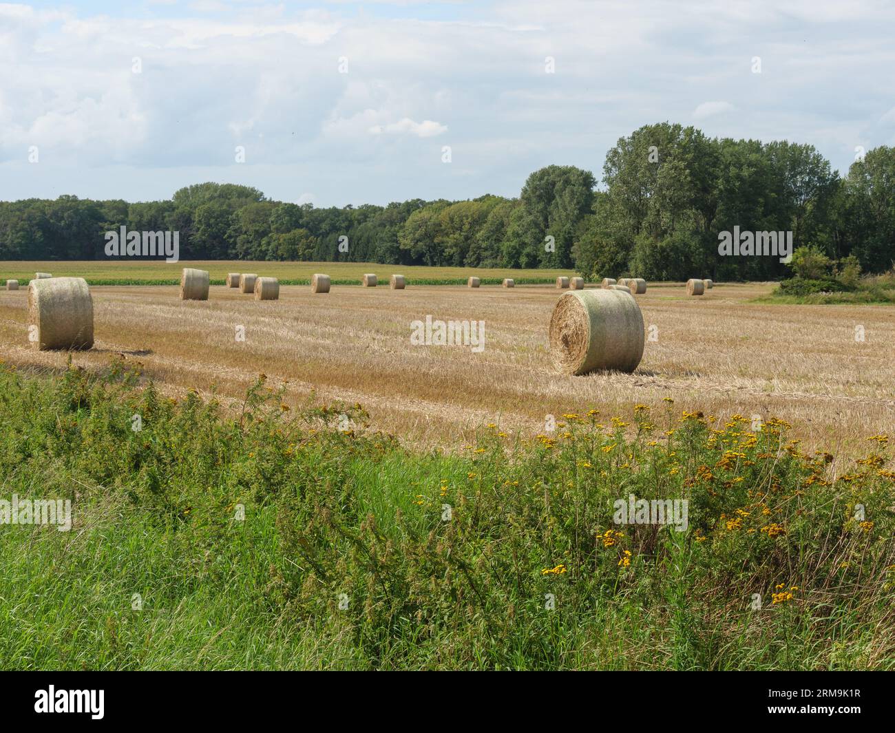 summer time in the german muensterland Stock Photo - Alamy