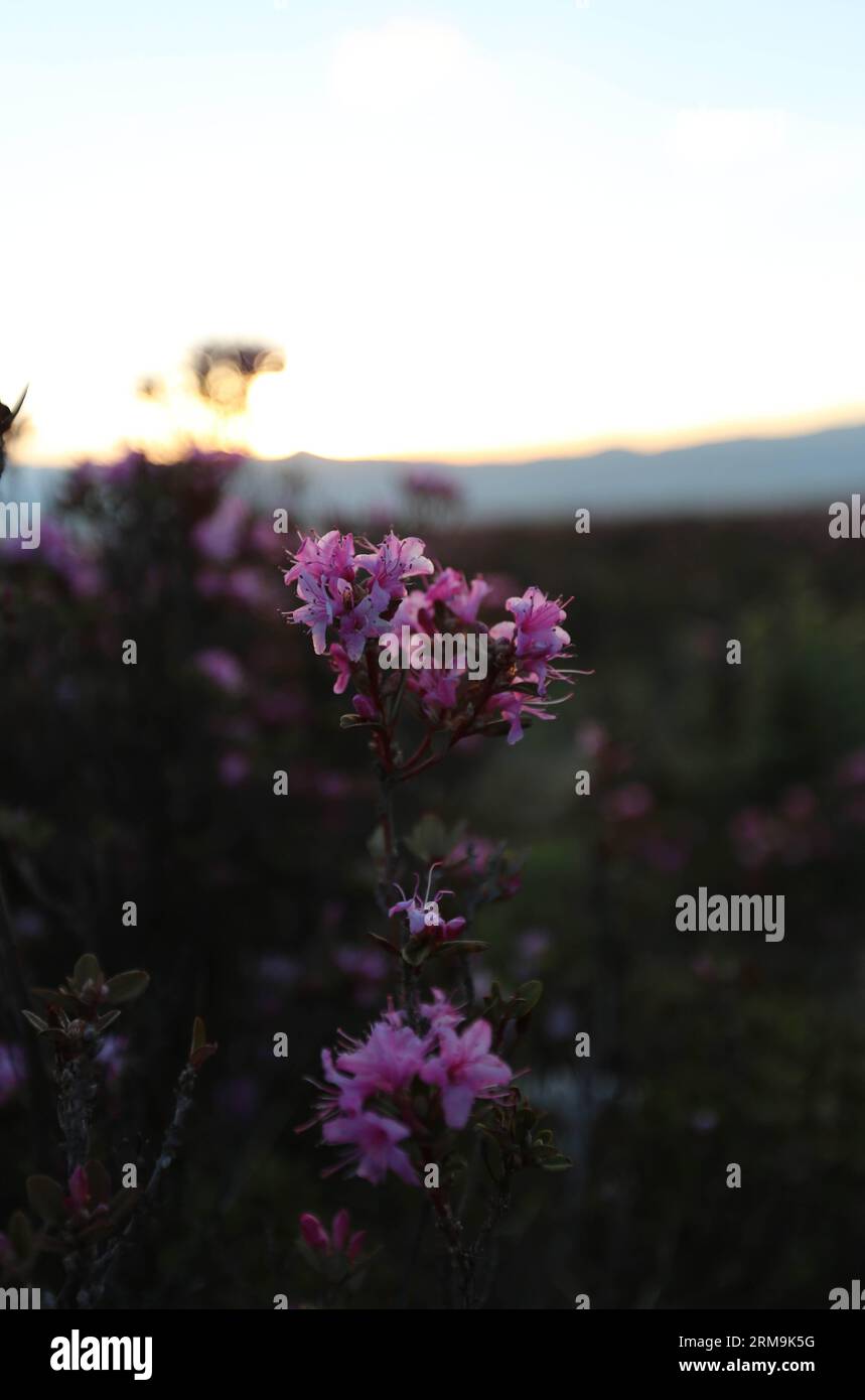 Syunnan hi-res stock photography and images - Alamy