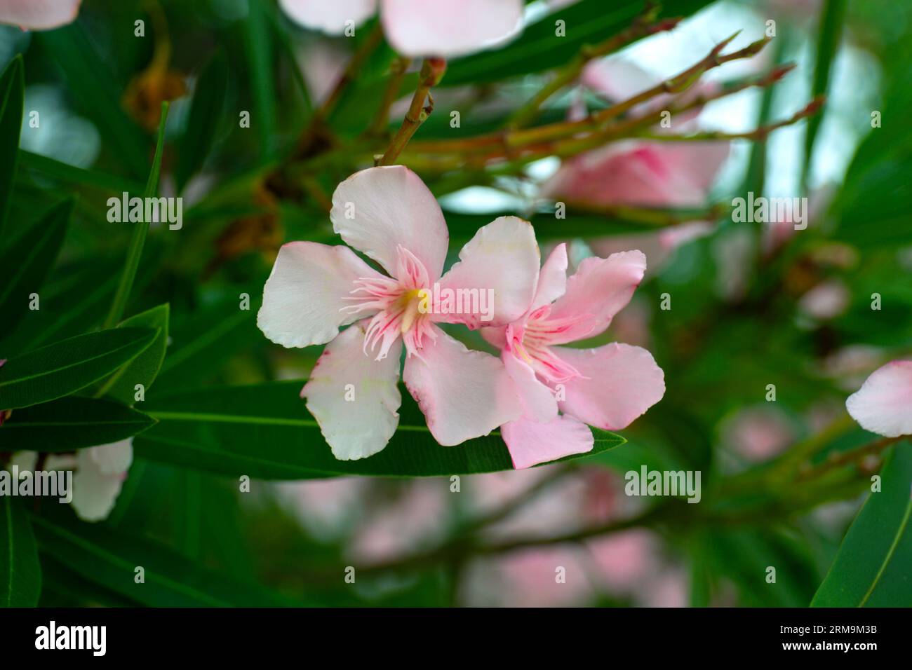 Beautiful Light Pink Oleander Flowers on Blur Green Leaves Background ...