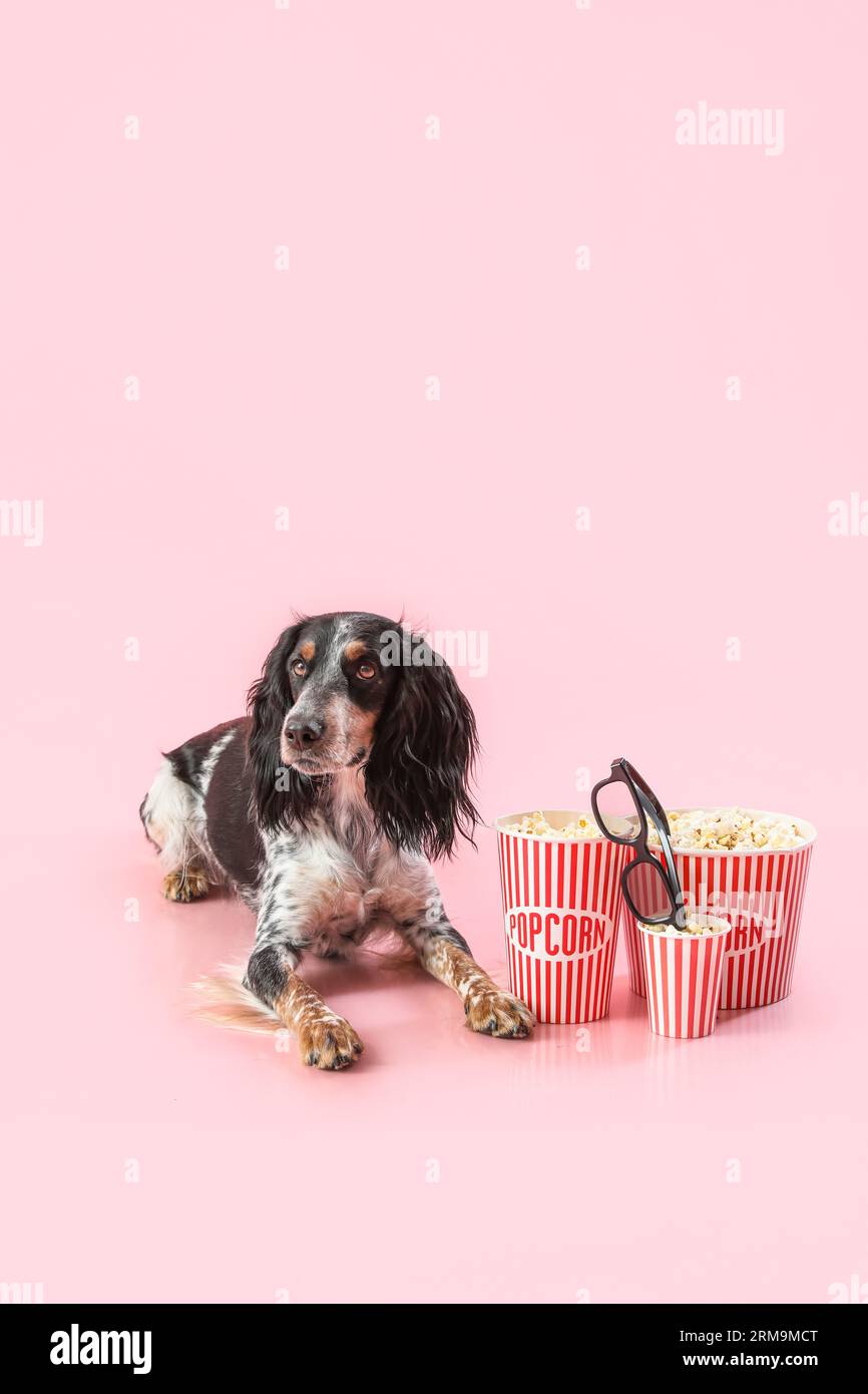 Cute cocker spaniel dog with buckets of popcorn and 3D cinema glasses lying on pink background ...