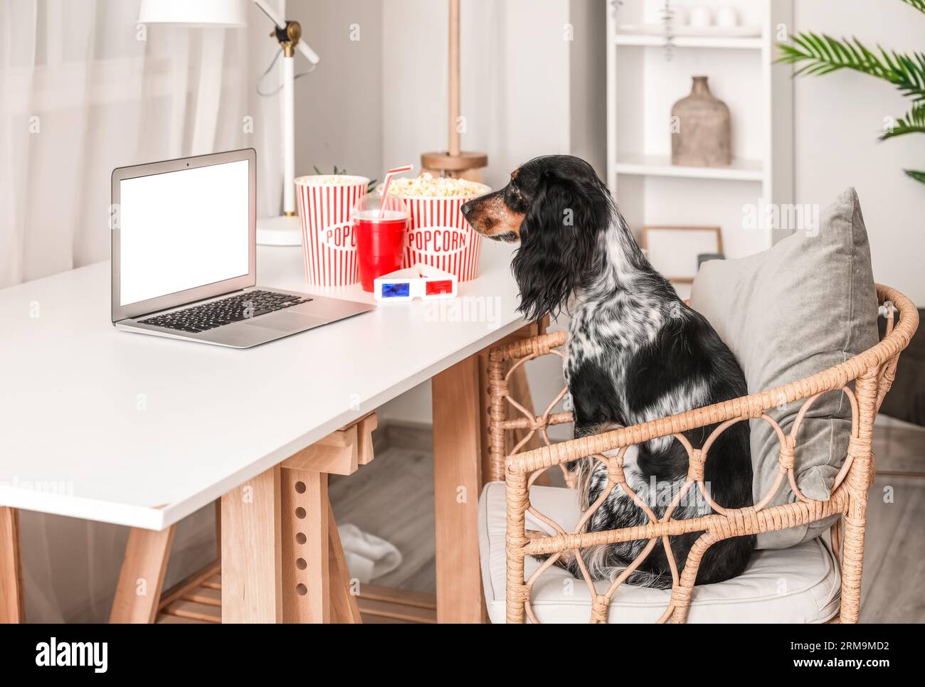 Cute cocker spaniel dog with buckets of popcorn, laptop and 3D cinema glasses sitting on chair ...