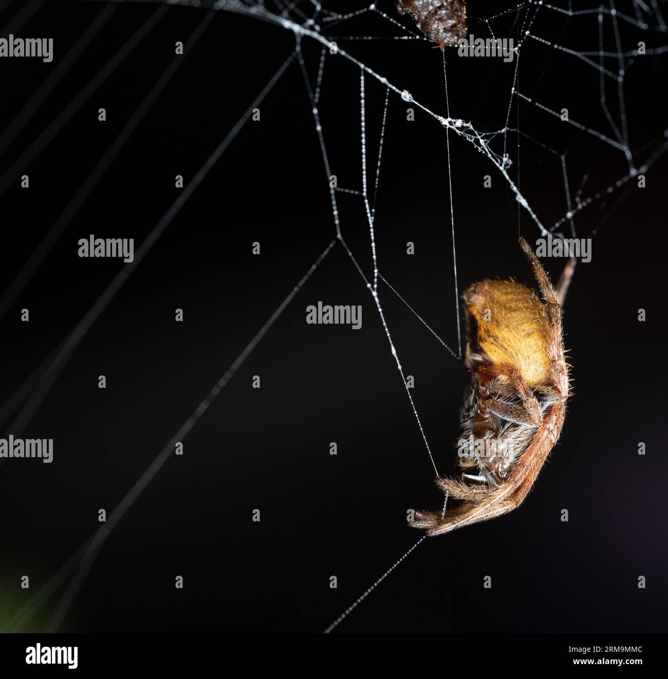 Spider side view hi-res stock photography and images - Alamy