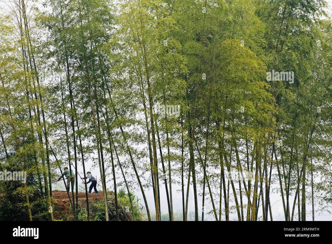 Group farmingcn hi-res stock photography and images - Alamy