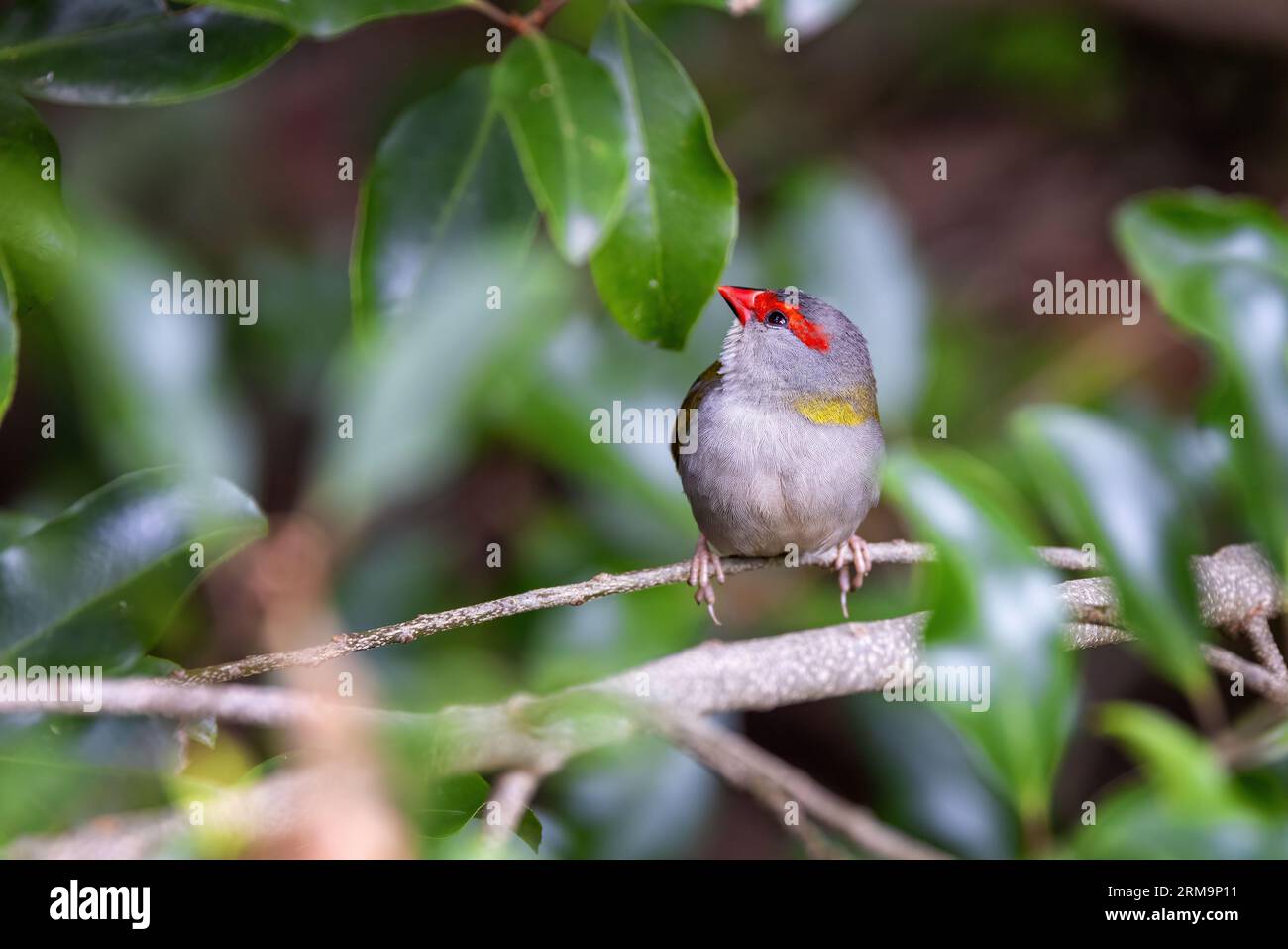Male firetail finch hi-res stock photography and images - Alamy