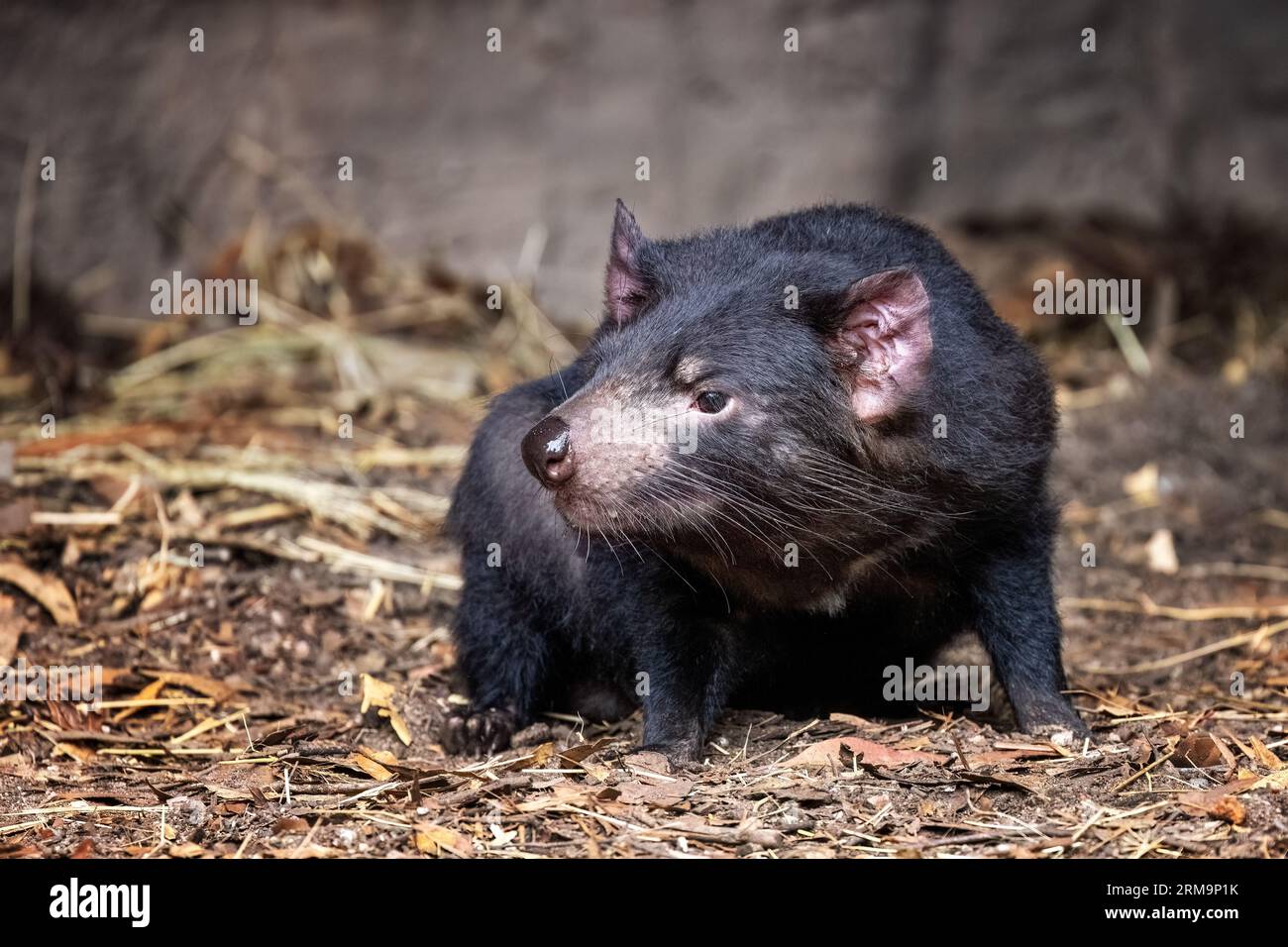 Tasmanian Devil, Sarcophilus harrisii, the largest carnivorous ...